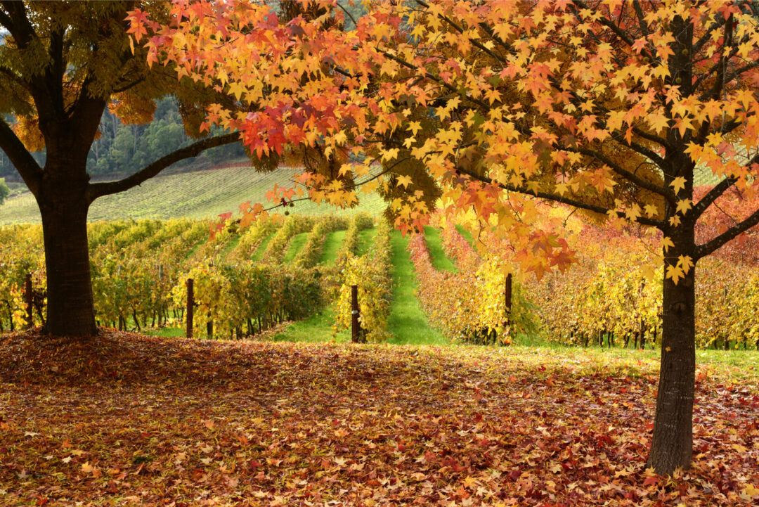 The four seasons in Australia - Australia Property Guides