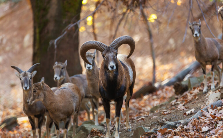 10 things you didn’t know about Cyprus - Cyprus Property Guides