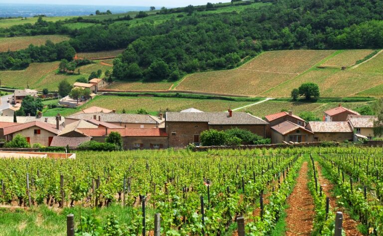The cool red wines of Occitanie - France Property Guides