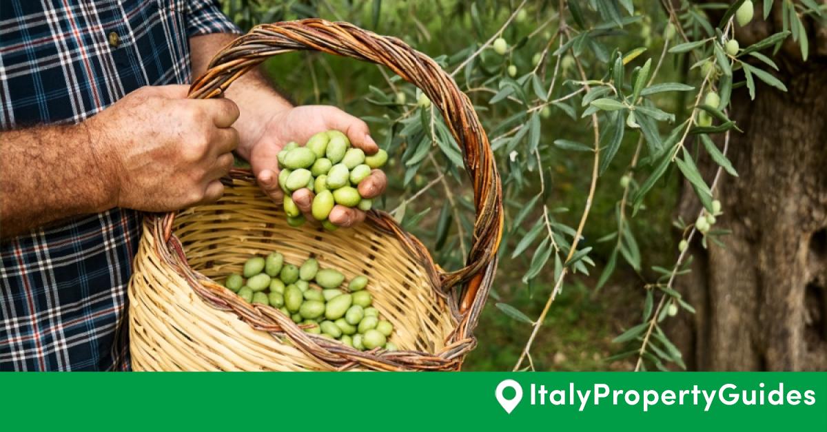 A guide to picking olives on your Italian property - Italy Property Guides