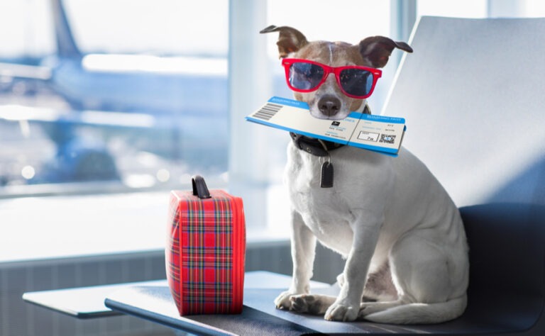 Pets in Portugal - Portugal Property Guides